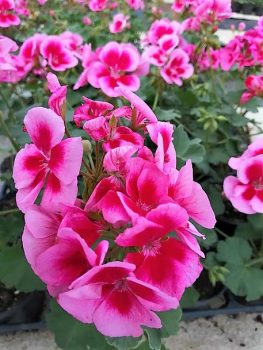 Pelargonija - kraljica balkonov in okenskih polic - mojpogled.com